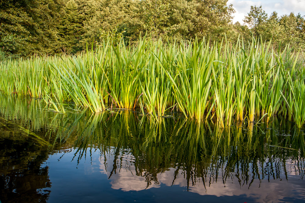 Kalmoes - Acorus calamus plant - oeverplant