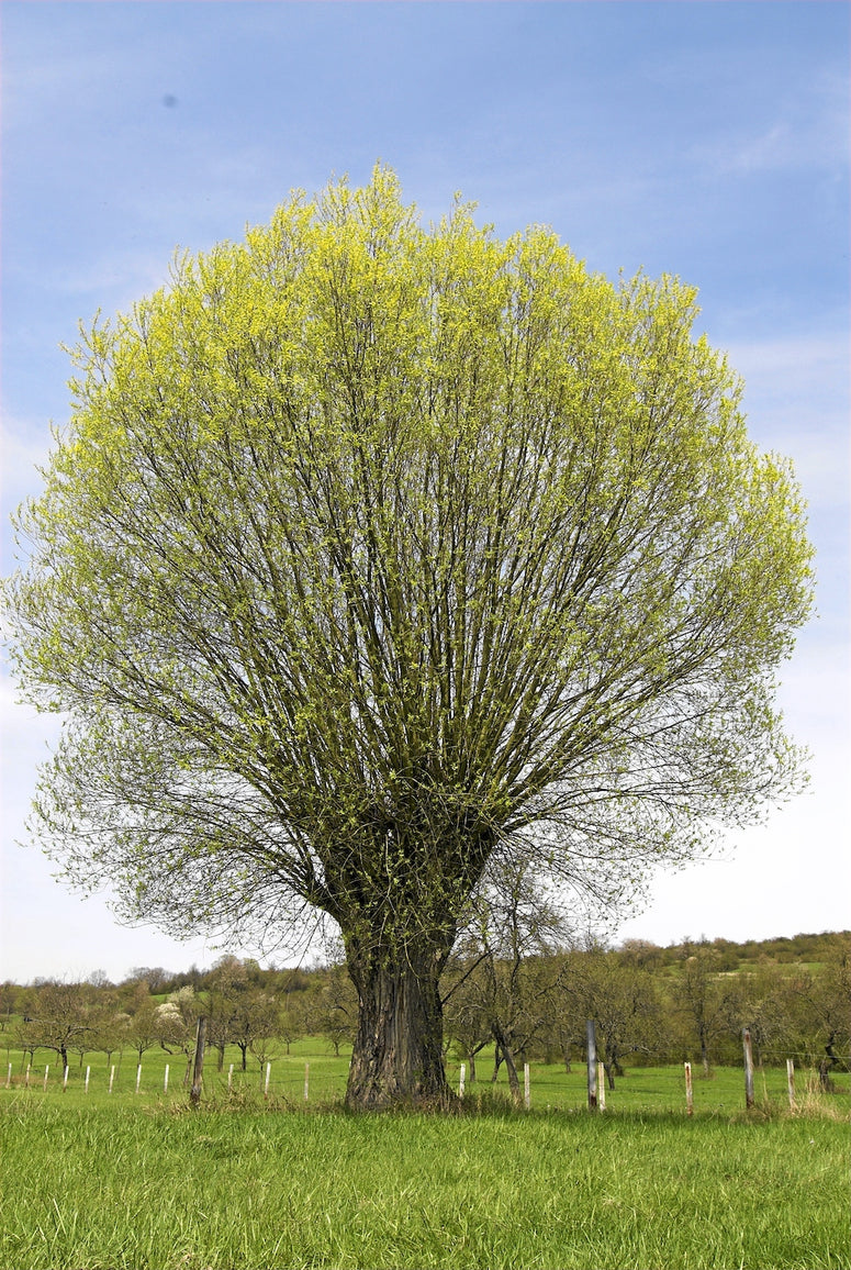 Salix Alba Knotwilg op stam kopen - Gewone wilg kopen, Witte Wilg