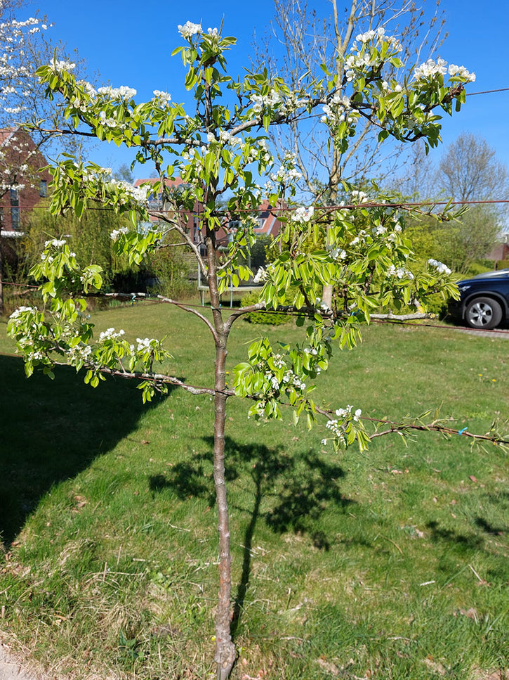 Leipeer boom Pyrus communis Conference Leiboom peer kopen
