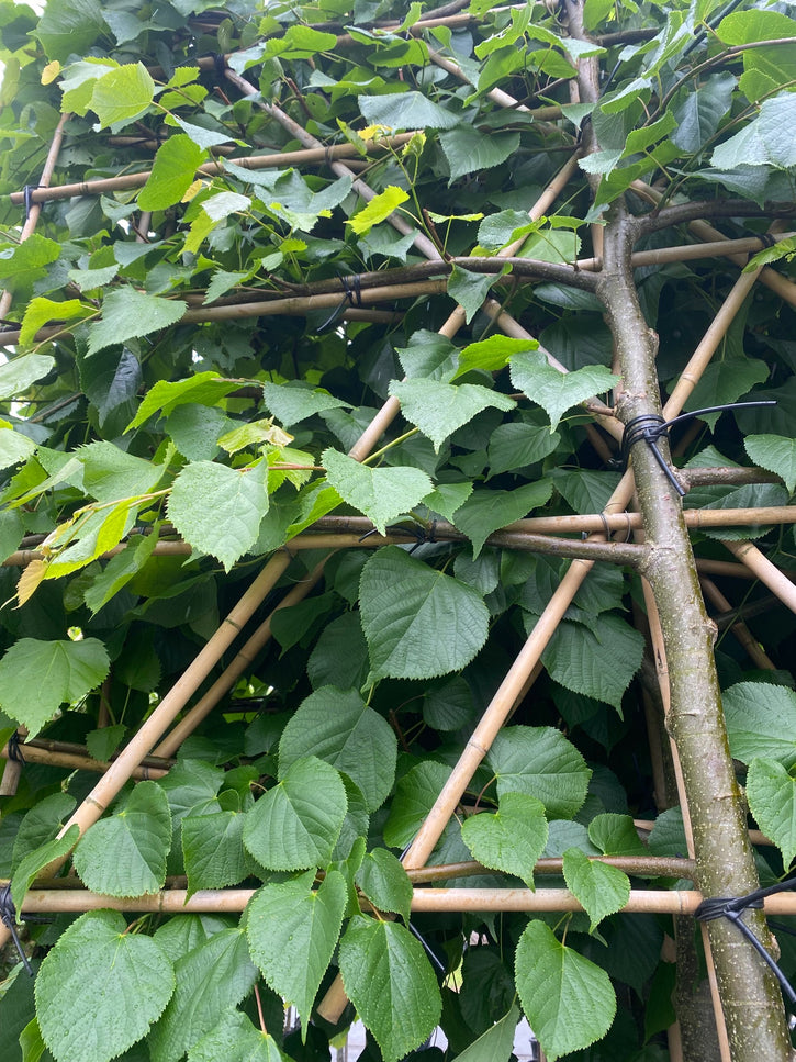 Leilinde bomen kopen? Leibomen Linde 'Tilia' laten bezorgen