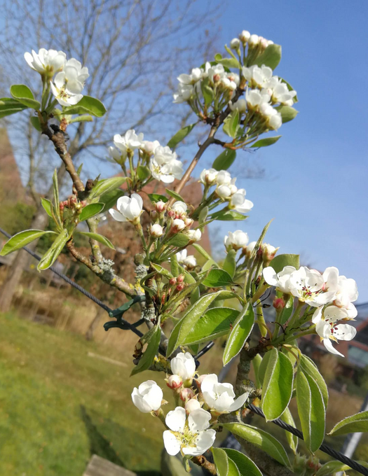 Leipeer boom Pyrus communis Conference Leiboom peer kopen