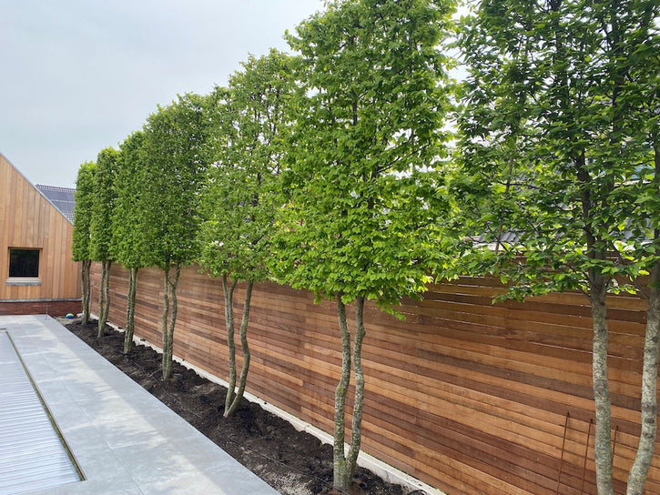 Meerstammige Leiboom - Carpinus Betulus - Bijzondere lei