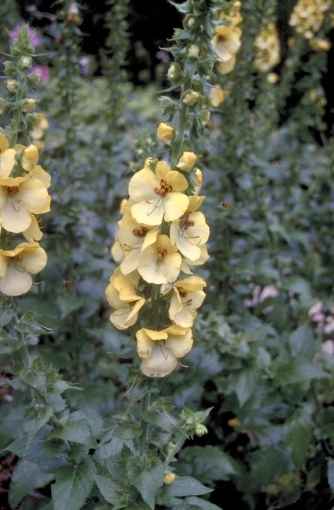Toorts Verbascum 'Buttercup' plant - wit/geel