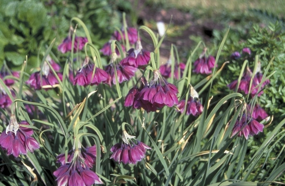 Sierui - Allium insubricum plant, roze paars 20 cm