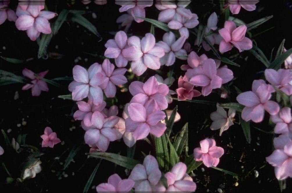 Sterretjesgras - Rhodohypoxis baurii 'Fred Broome' plant