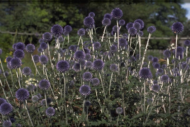 Kogeldistel - Echinops ritro 'Veitch's Blue' - Yarinde tuinplant