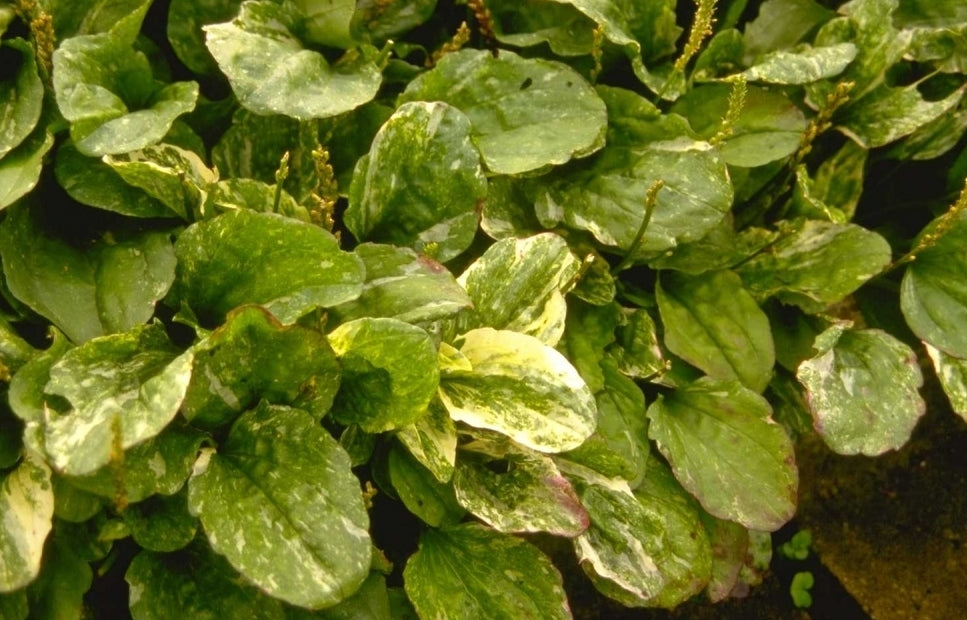 Grote weegbree - Plantago major 'Variegata' combineren & kopen