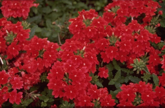 IJzerhard - Verbena 'Romance Scarlet' plant rode bloemen