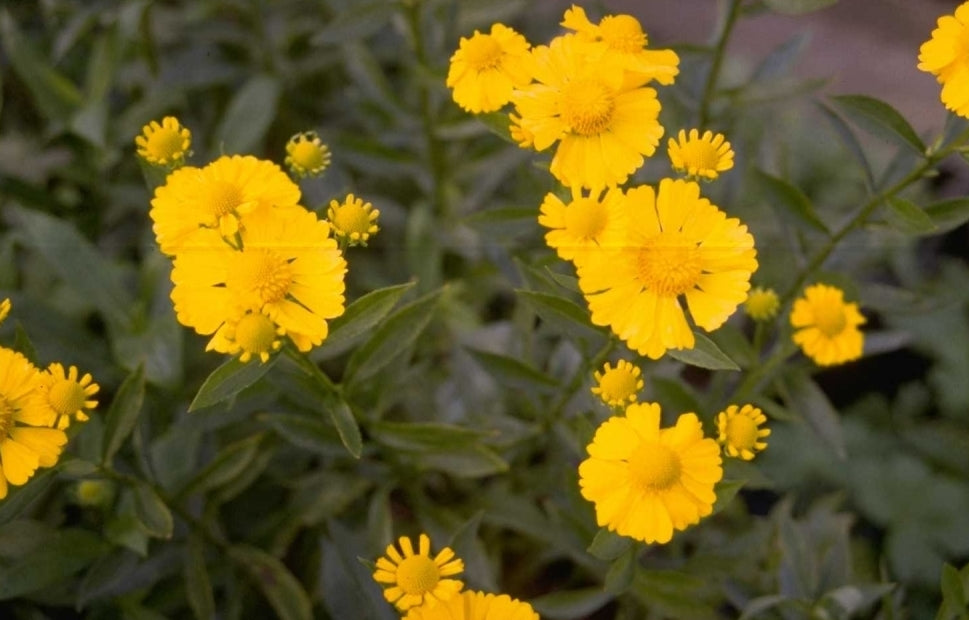 Zonnekruid - Helenium 'Butterpat' bloeiende vaste planten border