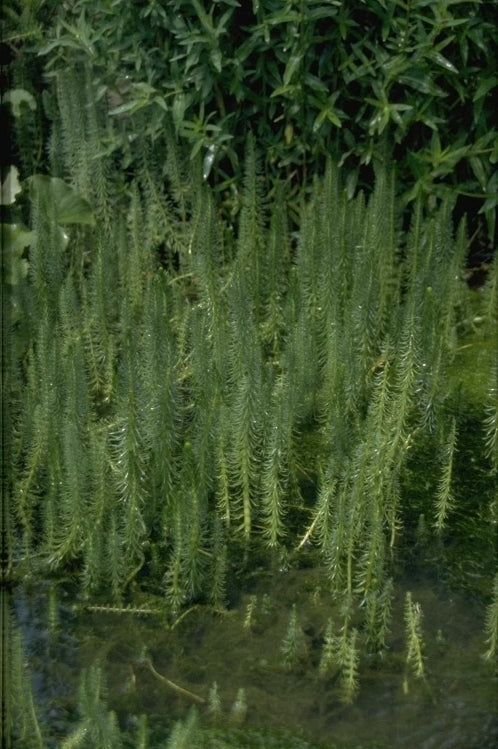Lidsteng - Hippuris vulgaris plant