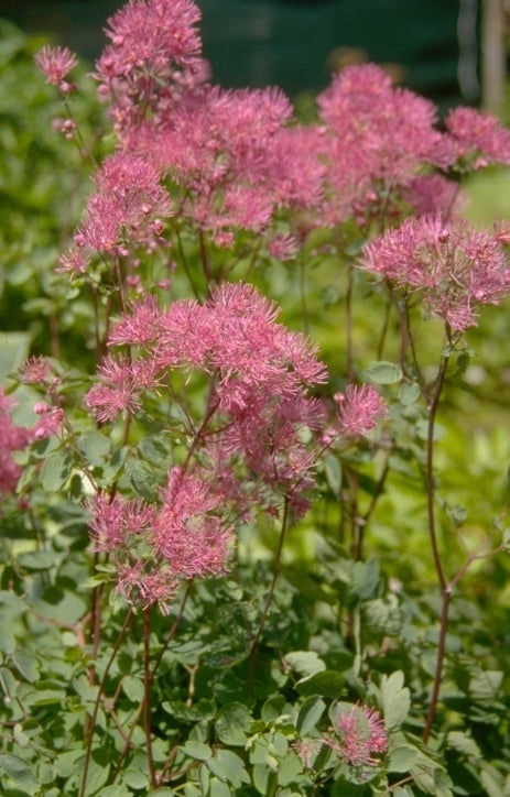 Akeleiruit - Thalictrum aquilegifolium 'Thundercloud' plant