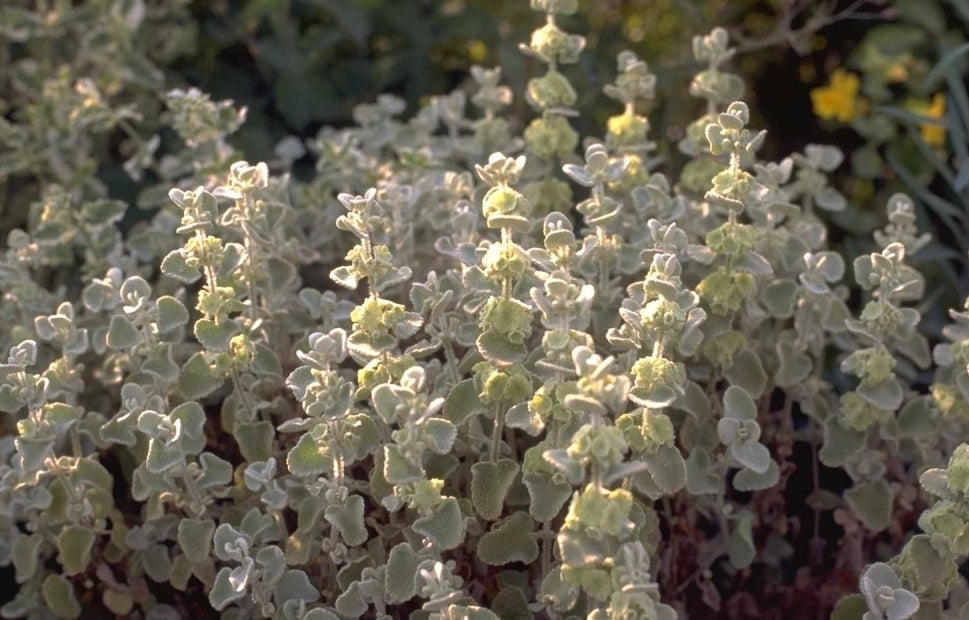 Ballote - Ballota pseudodictamnus plant