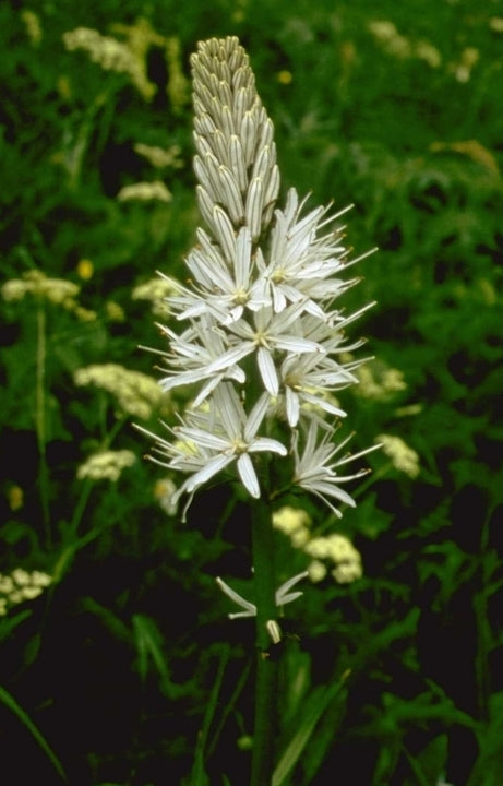Witte affodil - Asphodelus albus - Asphodelus albus plant