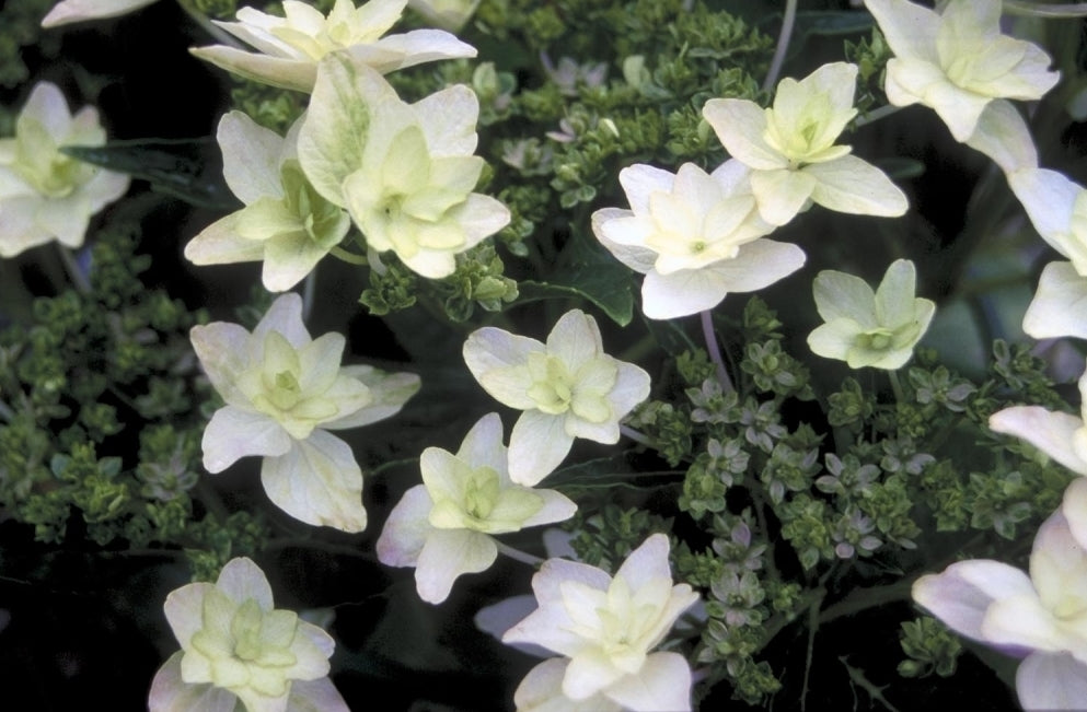 Hydrangea macrophylla 'Hanabi' Kopen? Yarinde.nl | Tuinplanten
