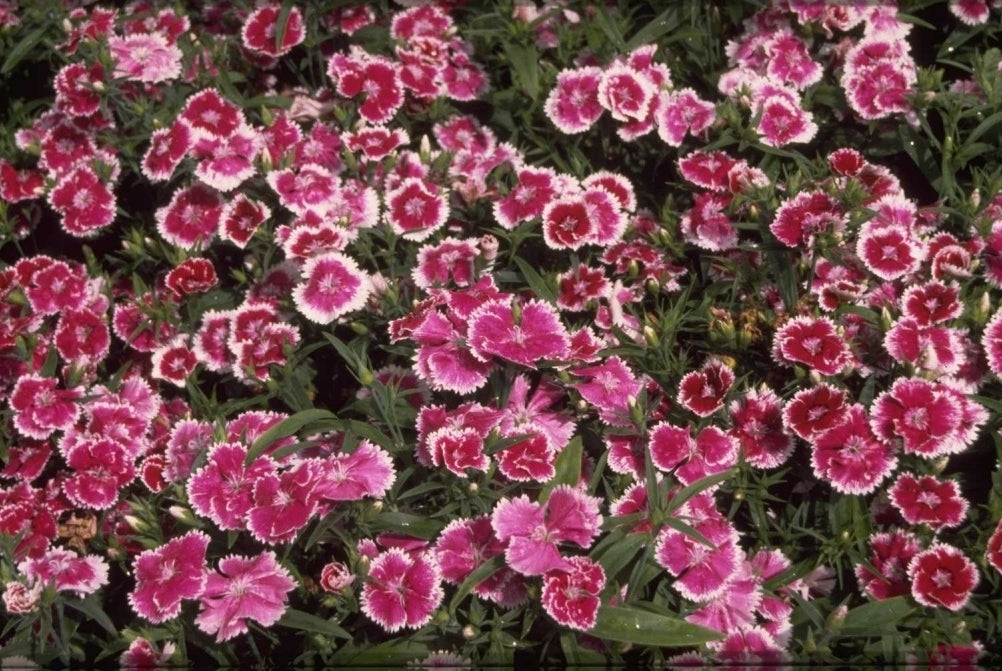 Chinese Anjer - Dianthus chinensis 'Violet Picotee' - Yarinde.nl