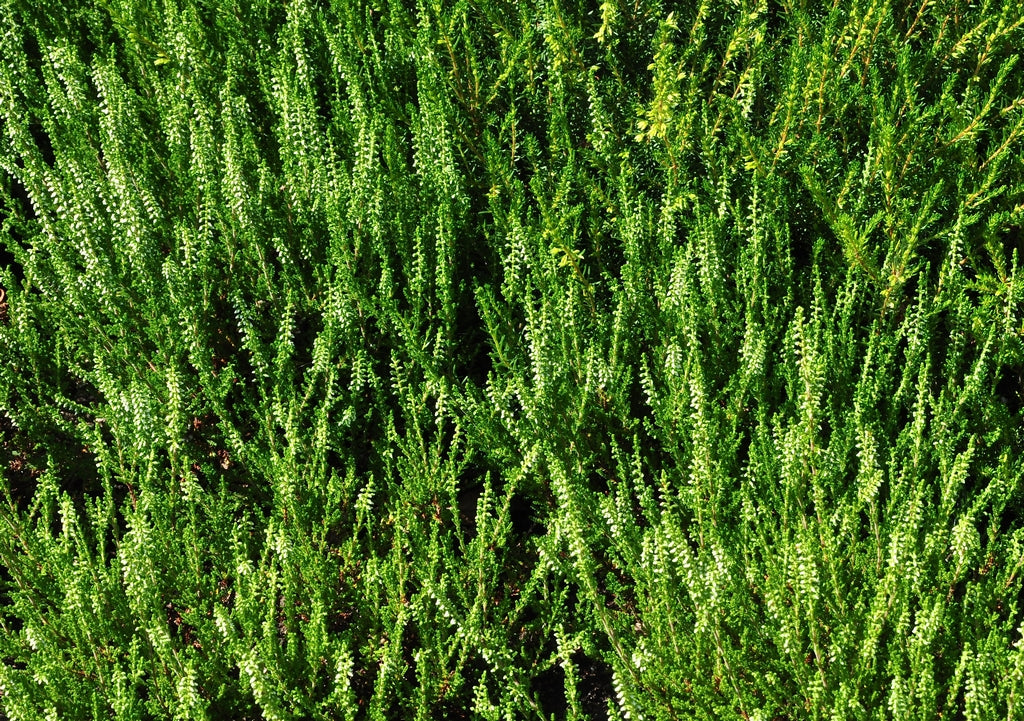 Struikhei - Calluna vulgaris 'Spring Cream' - heideplanten