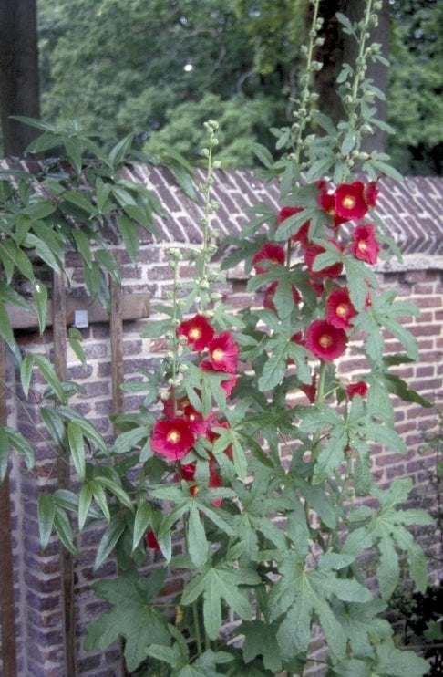 Stokroos - Stokroos - Alcea ficifolia 'Rood' plant