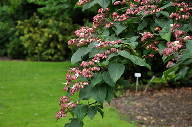 Kansenboom - Clerodendrum trichotomum - Pindakaasboom