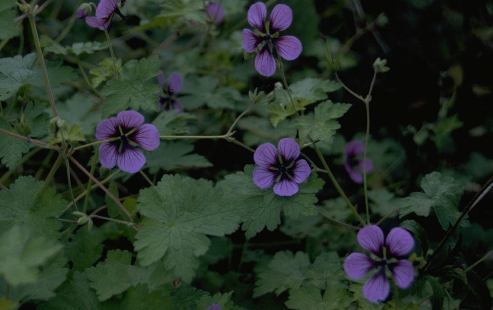 Geranium 'Salome' kopen? Bijzondere tuingeranium soort