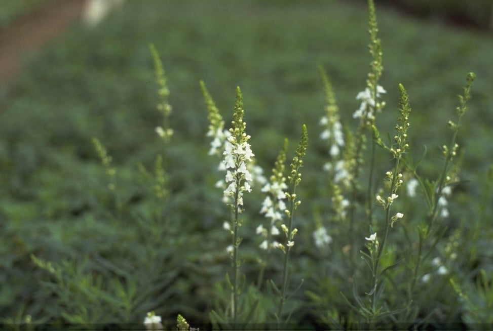 Vlasleeuwenbek Linaria purpurea 'Springside White' plant