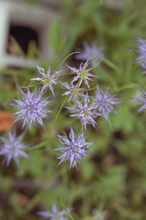 Rapunzel - Phyteuma scheuchzeri plant