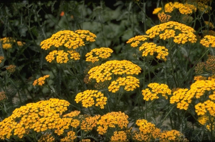 Borderpakket - Prairietuin Geel bloeiende vaste planten