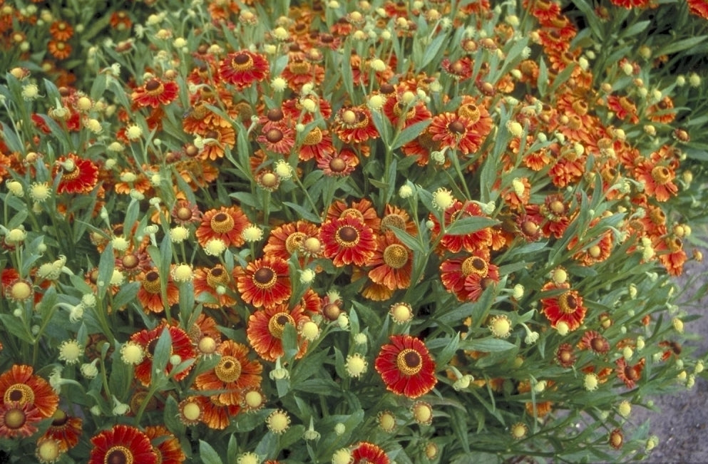 Zonnekruid Helenium 'Flammendes Kätchen' vaste plant