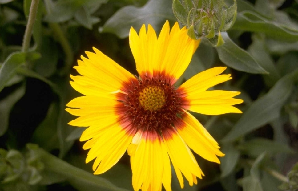 Kokardenbloem Gaillardia Bremen geel & rood bloeiende border