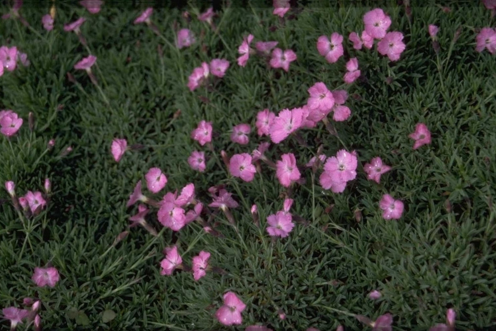 Anjer Dianthus subacaulis - Yarinde tuinplanten - balkonplanten