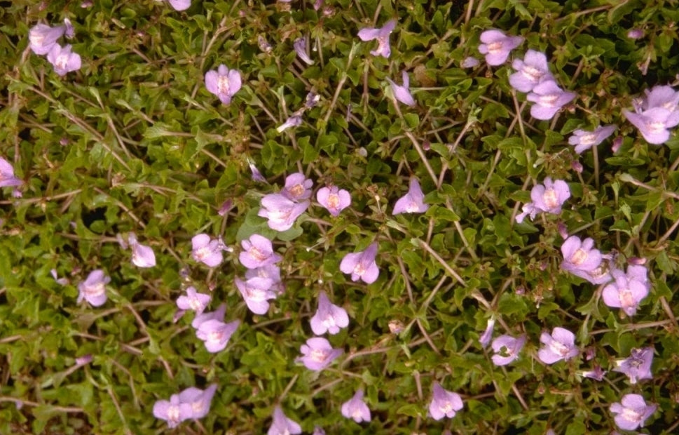 Mazus - Mazus reptans plant