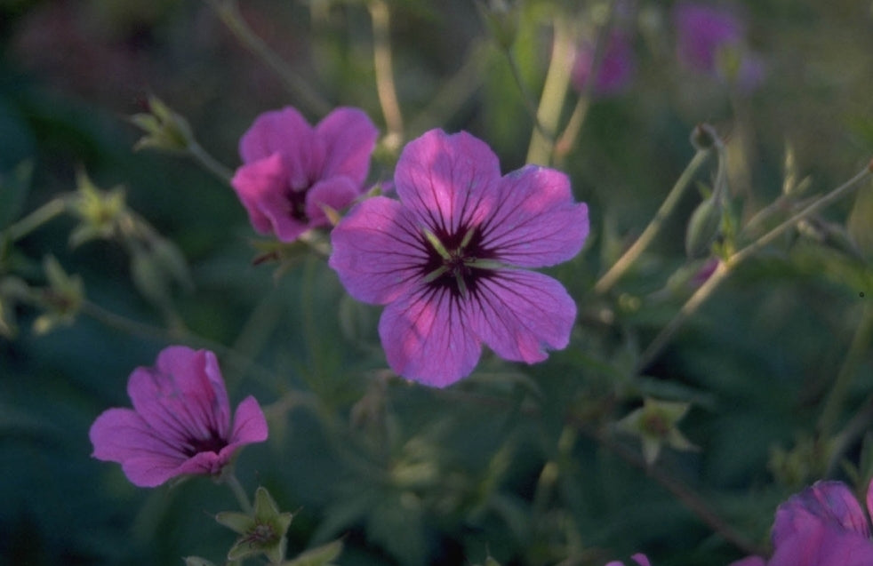 Geranium psilostemon 'Ivan' kopen? Yarinde.nl | Tuinplanten
