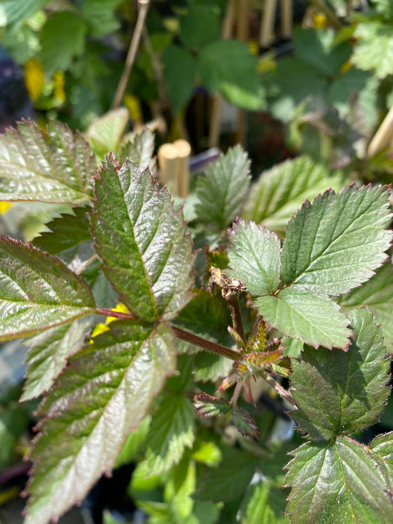 Bramenstruik zonder stekels Rubus fruticosus Thornfree braam
