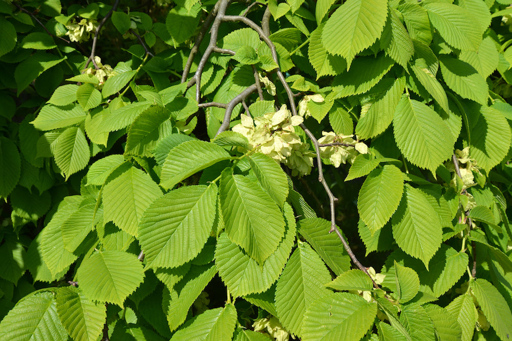Ruwe iep - Ulmus glabra (Bergiep) Iepboom
