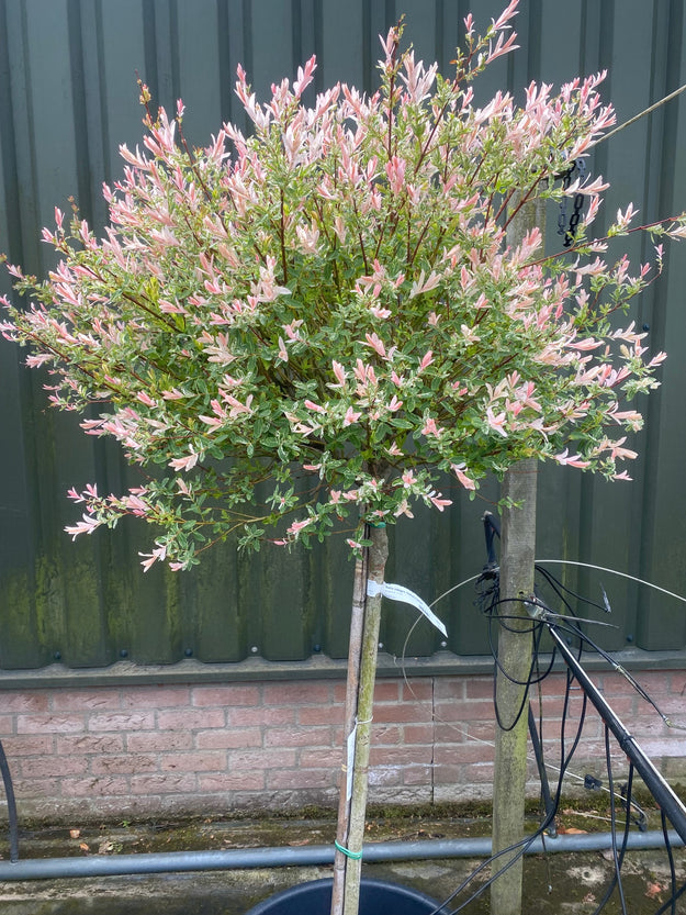 Wilg Salix integra 'Hakuro-nishiki' Lage Boompjes op stam