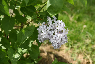 Sering struik planten kopen? 25+ soorten, ook Herfstsering
