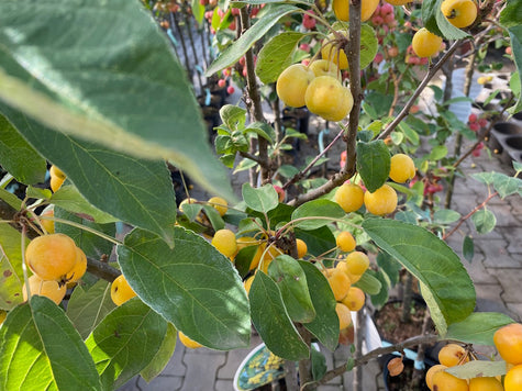 Meerstammige Sierappel (geel) boom Malus 'Golden Hornet' kopen
