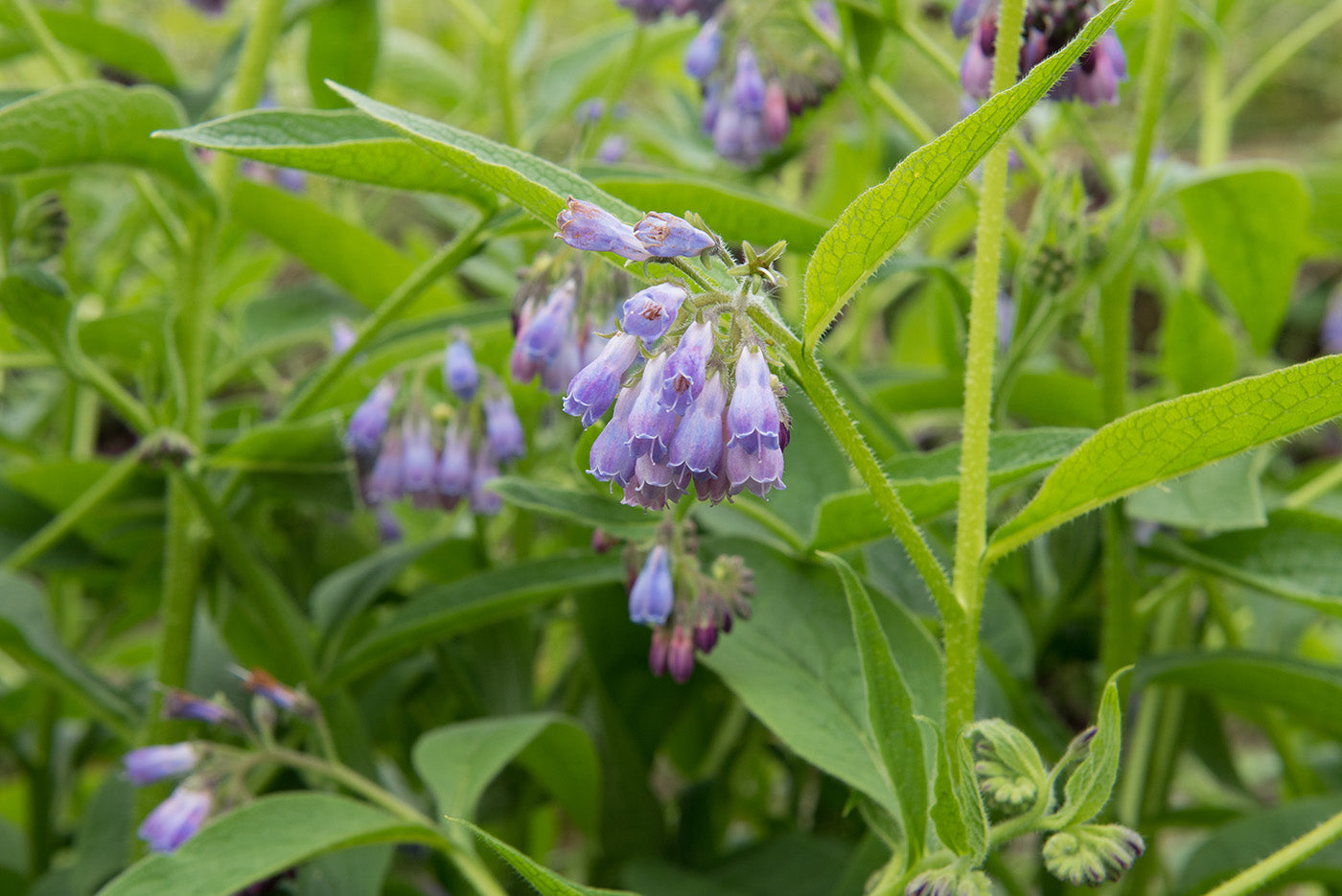 Bastaardsmeerwortel - Symphytum x uplandicum smeerwortel