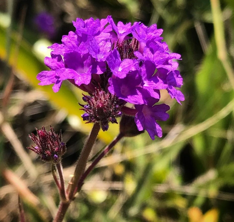 Ijzerhard Verbena rigida 'Lilacina' paarse bloem droge borders