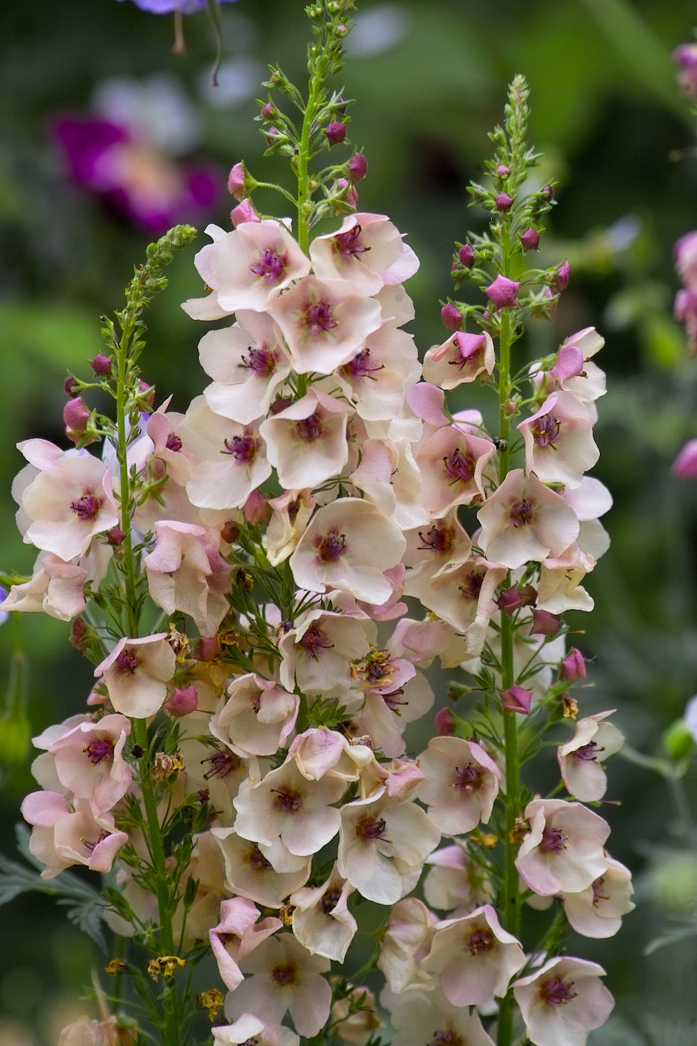Toorts Verbascum phoeniceum 'Southern Charm' plant