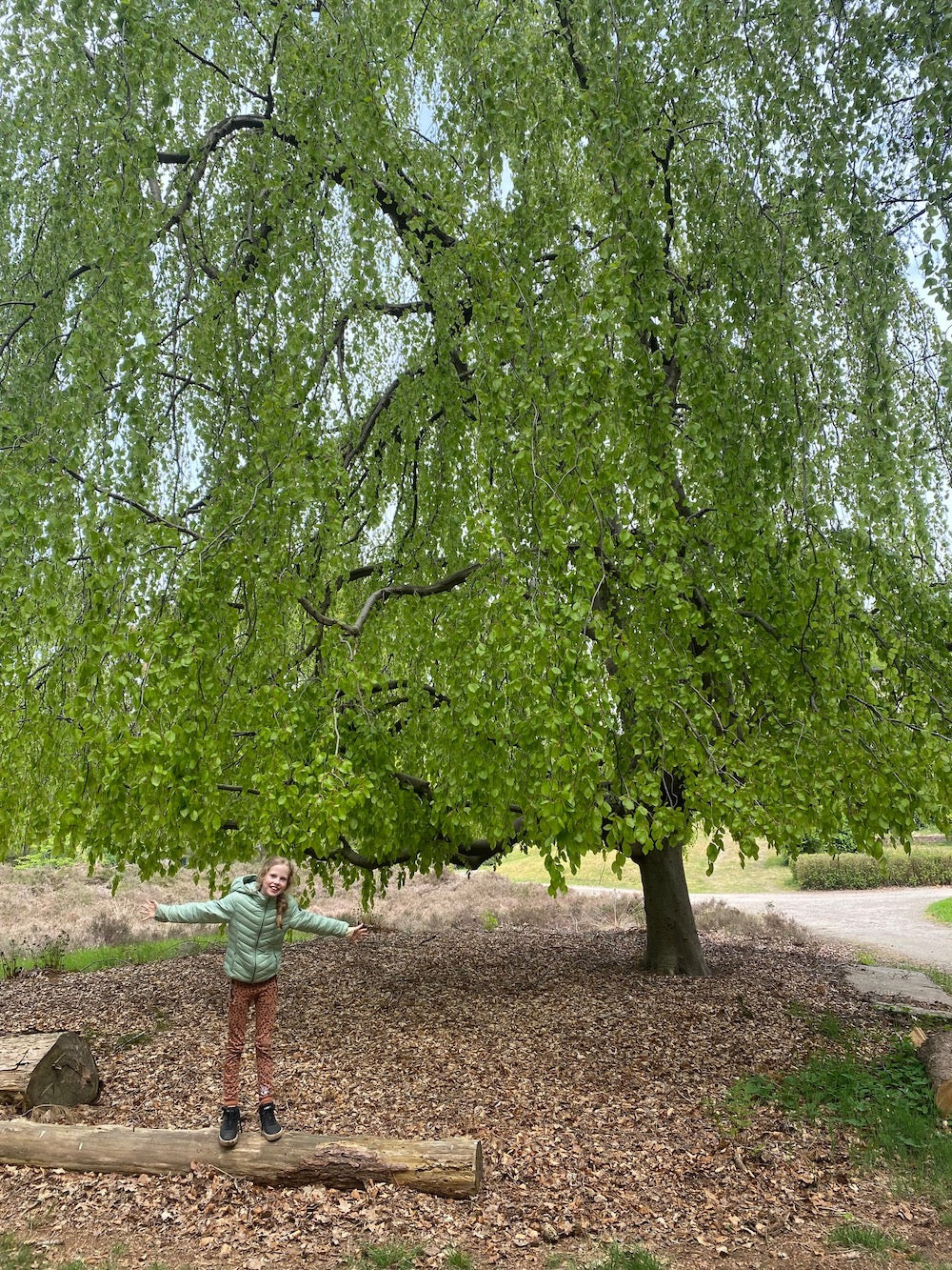 Treurbeuk boom Fagus sylvatica 'Pendula' beukenboom hangend