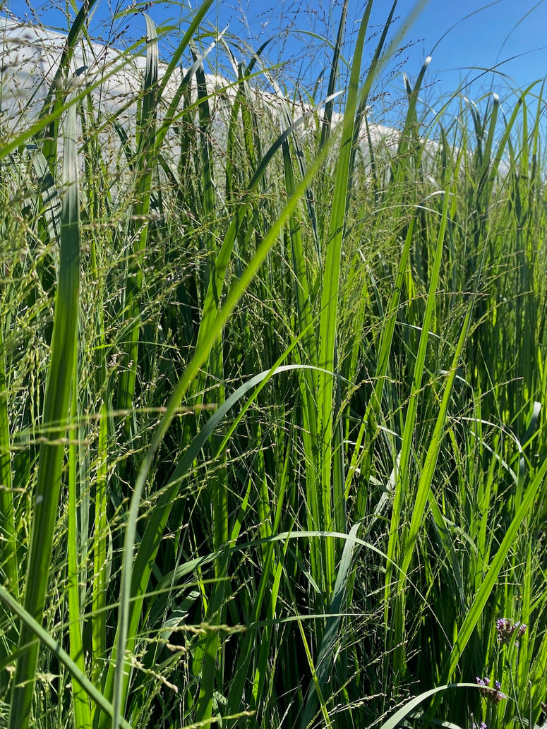 Vingergras - Panicum virgatum 'Northwind' siergras kopen