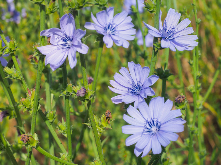 Wilde cichorei - Cichorium intybus plant kopen voor wilde tuin