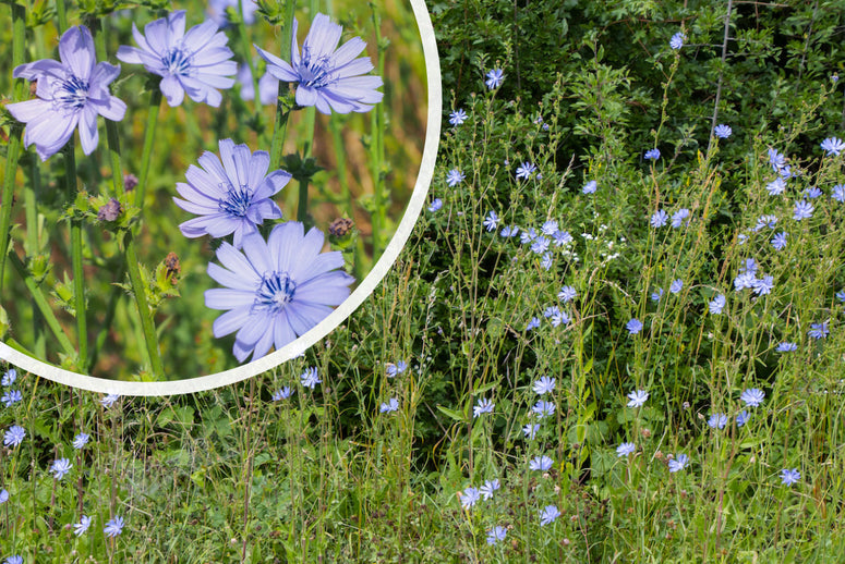 Wilde cichorei - Cichorium intybus plant kopen voor wilde tuin
