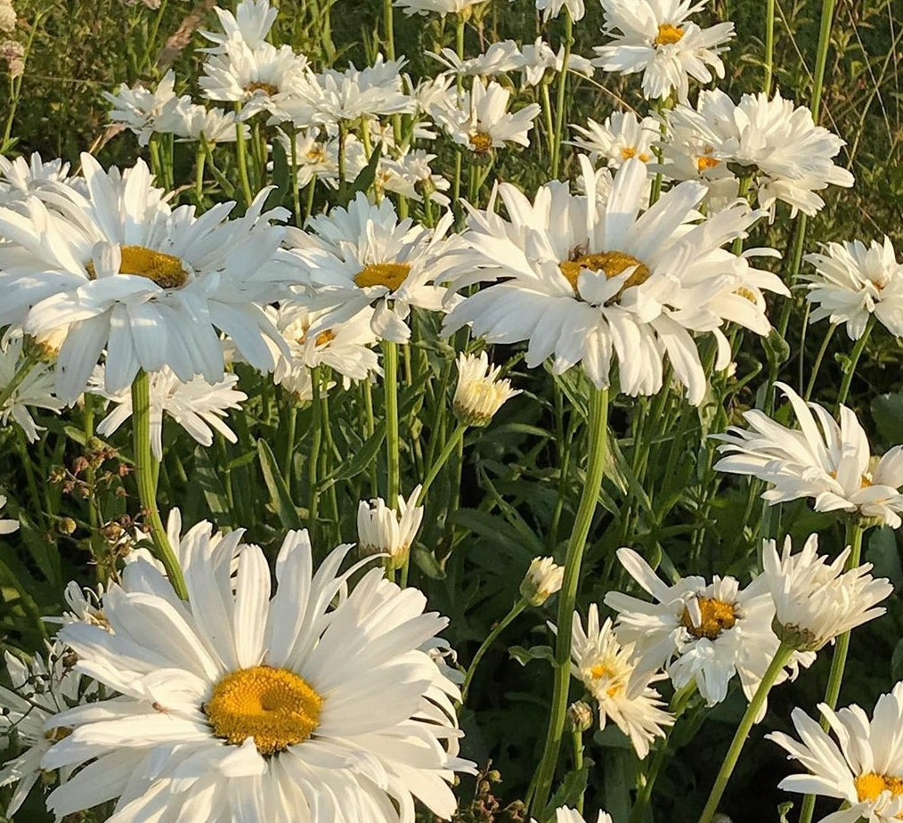 Margriet Leucanthemum 'Sonnenschein' gele tuinplanten borders