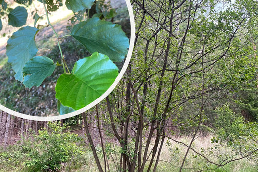 Zwarte Els 'Alnus glutinosa' als haag of inheemse boom kopen
