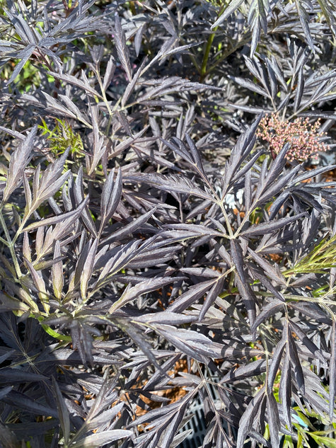 Zwarte Vlier Sambucus nigra Black Lace struik kopen